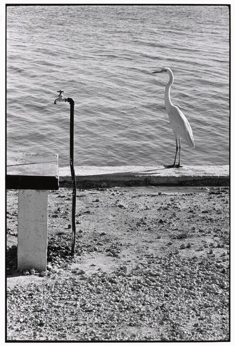 25 Practical Tips from Elliott Erwitt for Street Photographers – ERIC KIM