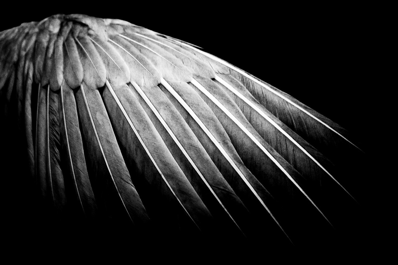 Life and Death in Photography - ERIC KIM